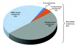 Testosterone Blood Test Results Explained, Understand Test Result