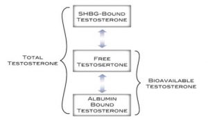 Testosterone Blood Test Results Explained, Understand Test Result